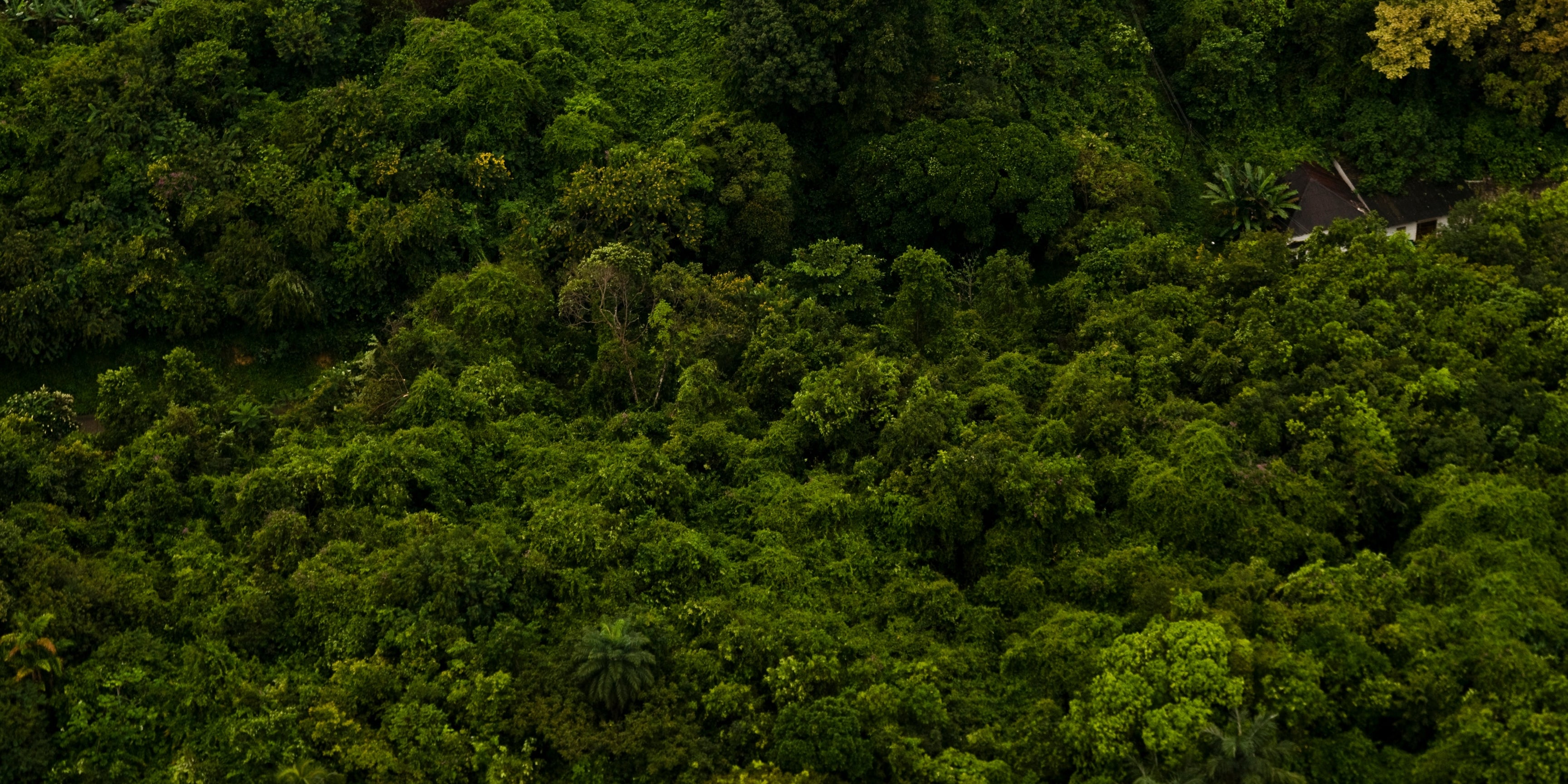 Preserving the Amazon Rainforest – Universal Taste
